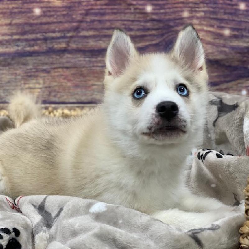 Pomsky Puppy tn & wh mrl mkgs ID:4668 Located at Petland Memphis, TN