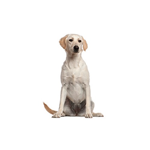 Labrador Retriever Puppies - Petland Memphis, TN Labrador Retriever Puppies - Petland Memphis, TN