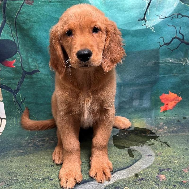 Golden Retriever Puppy Golden ID:75 Located at Petland Memphis, Tennessee