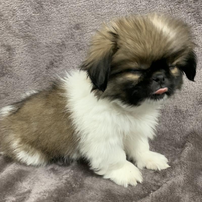 Pekingese Puppy Sable / White ID:954 Located at Petland Memphis, TN