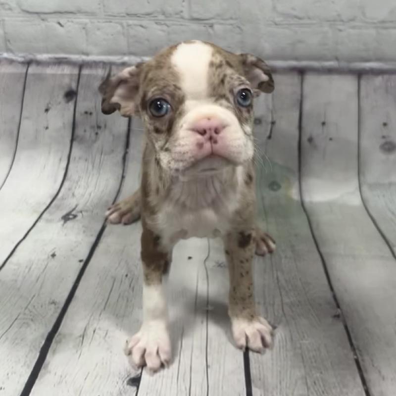 Boston Terrier Puppy Red Merle ID:126 Located at Petland Memphis, TN