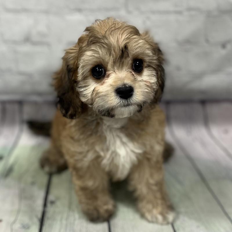 Cavachon Puppy Sable ID:166 Located at Petland Memphis, Tennessee