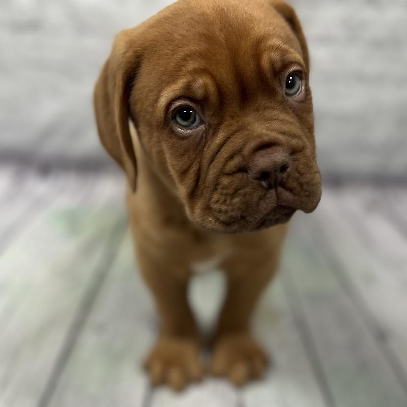 Dogue De Bordeaux Puppy Red ID:202 Located at Petland Memphis, Tennessee