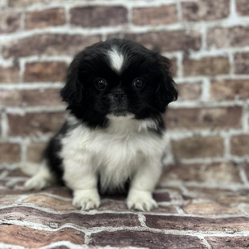 Pekingese Puppy Black & White ID:230 Located at Petland Memphis, Tennessee