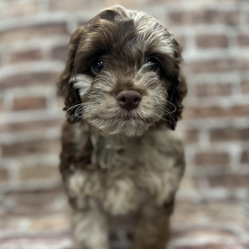 Cockapoo Puppy Chocolate Merle ID:221 Located at Petland Memphis, TN