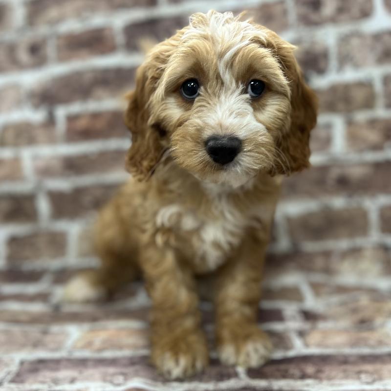 Cavapoo Puppy Red & White ID:219 Located at Petland Memphis, Tennessee