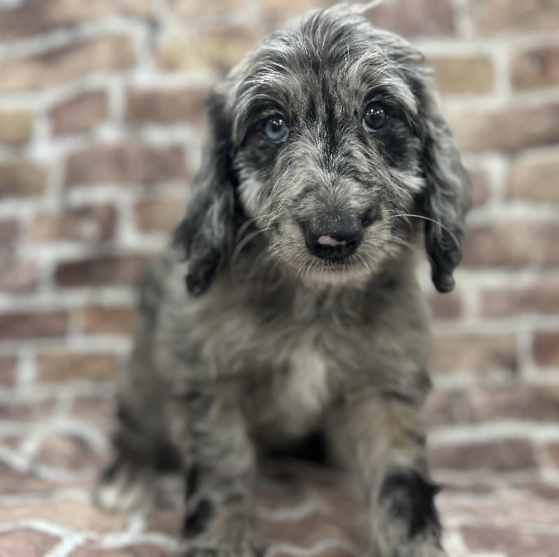 Goldendoodle Puppy Blue Merle ID:268 Located at Petland Memphis, Tennessee