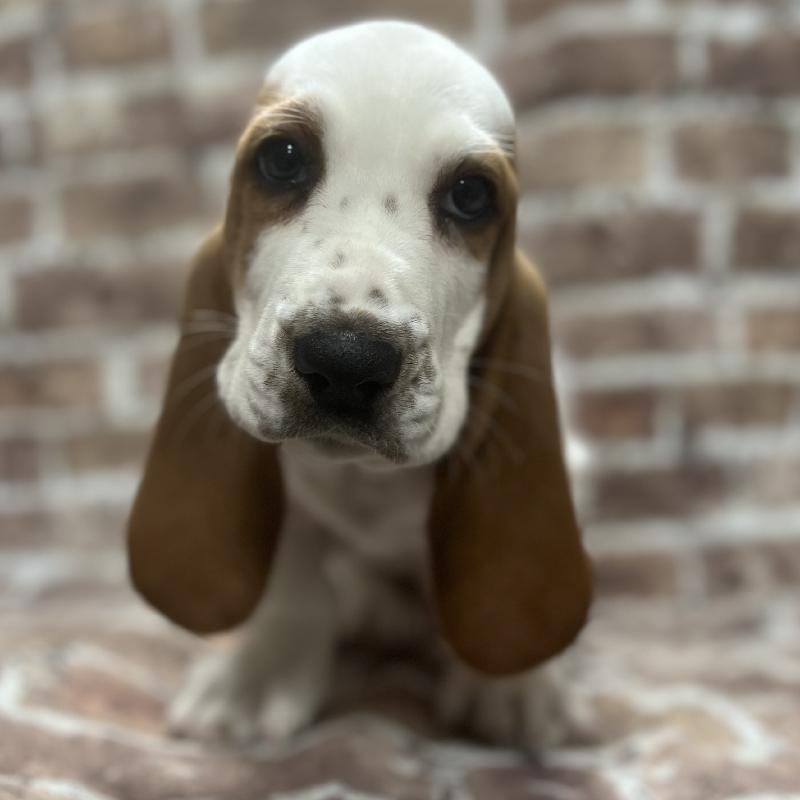 Basset Hound Puppy Lemon & White ID:301 Located at Petland Memphis ...