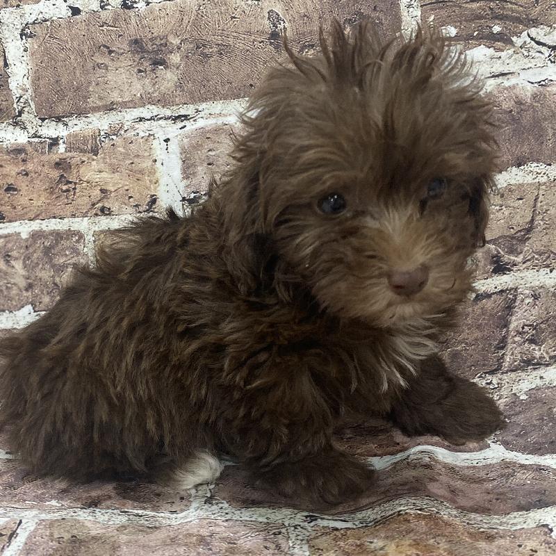 Cockapoo Puppy Chocolate & Tan ID:347 Located at Petland Memphis, TN