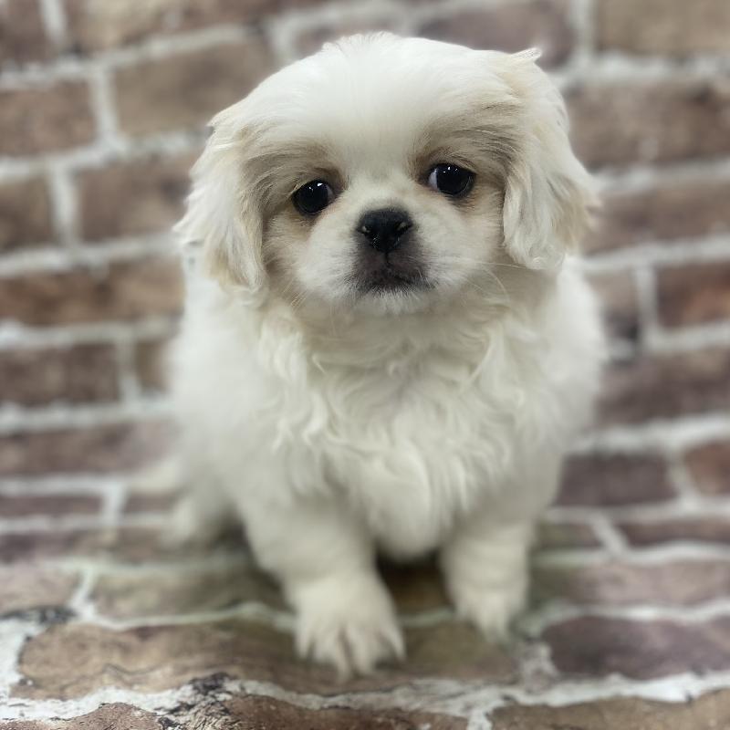 Pekingese Puppy cr ID:396 Located at Petland Memphis, Tennessee