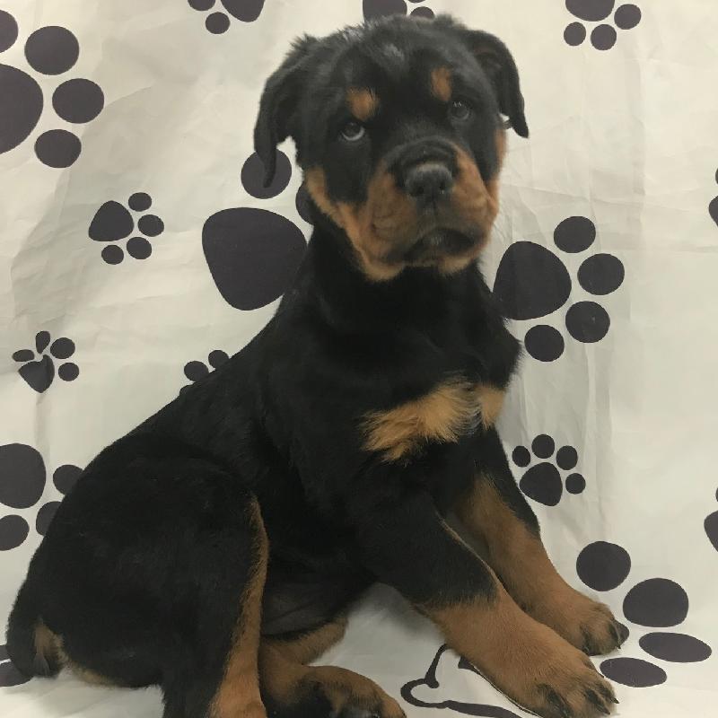 Rottweiler Puppy Black & Rust ID:2762 Located at Petland Memphis, Tennessee