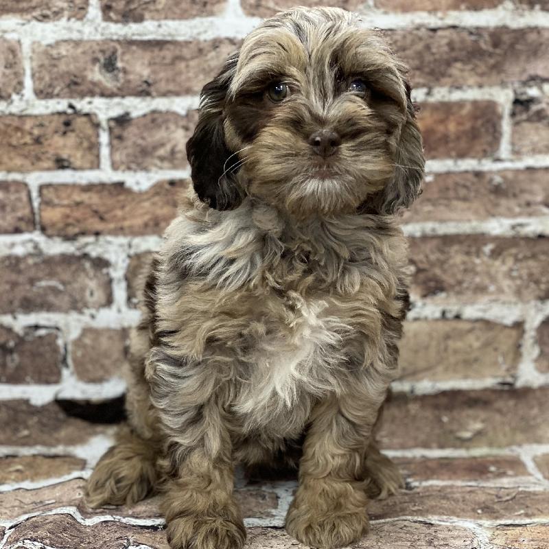 Cockapoo Puppy Merle ID:407 Located at Petland Memphis, TN