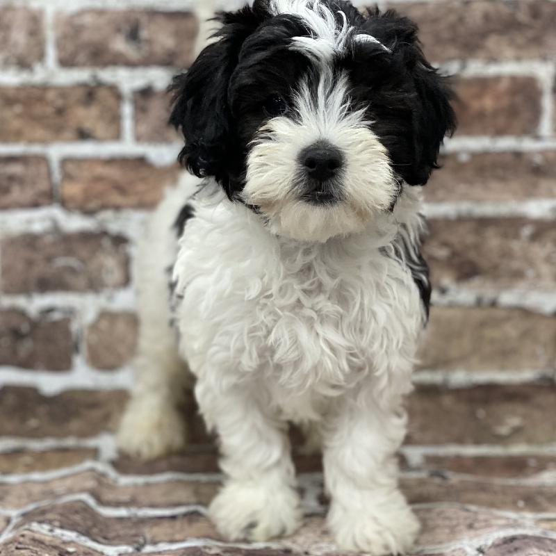 Maltipoo Puppy black & white ID:400 Located at Petland Memphis, Tennessee
