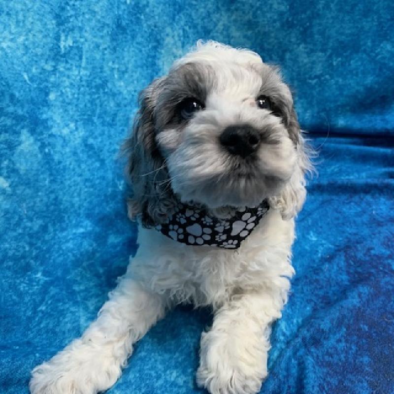 Cockapoo Puppy Blue/Merle/White ID:605 Located at Petland Memphis ...