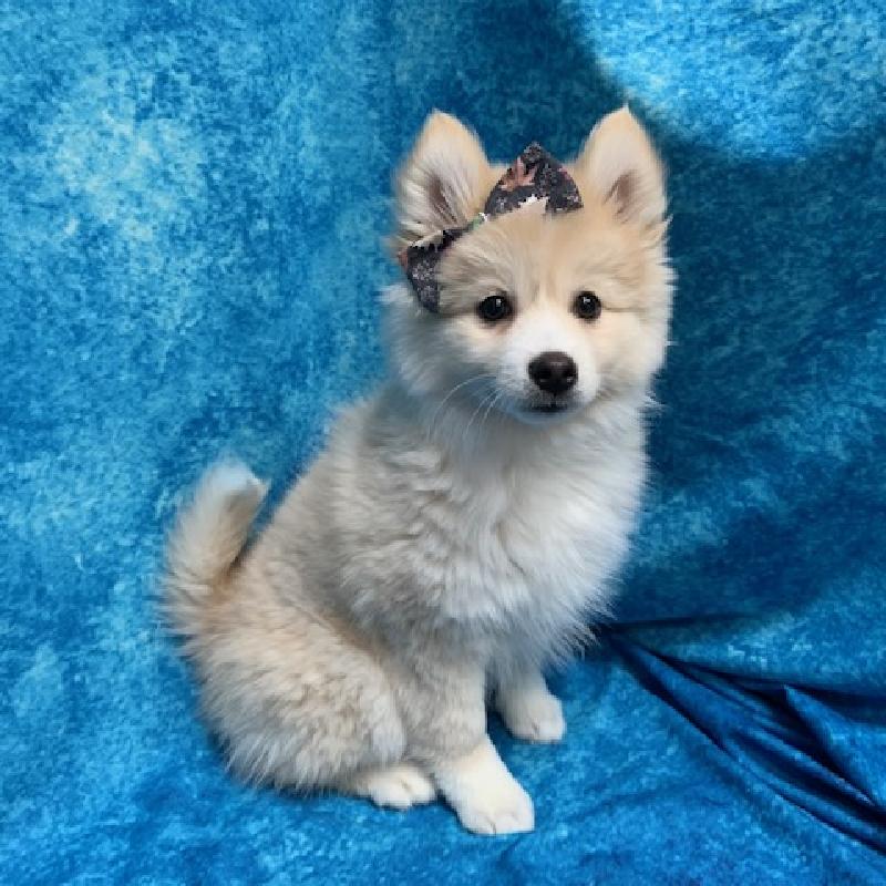 Pomsky Puppy Red/White ID:633 Located at Petland Memphis, Tennessee