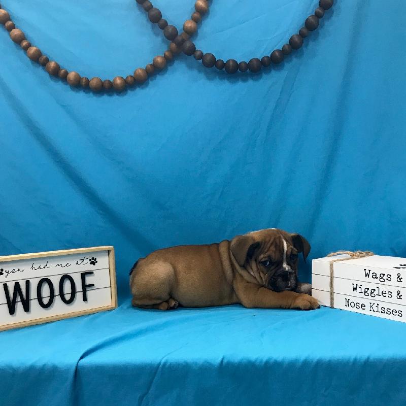 English Bulldog Puppy Red Sable ID:3936 Located at Petland Memphis ...