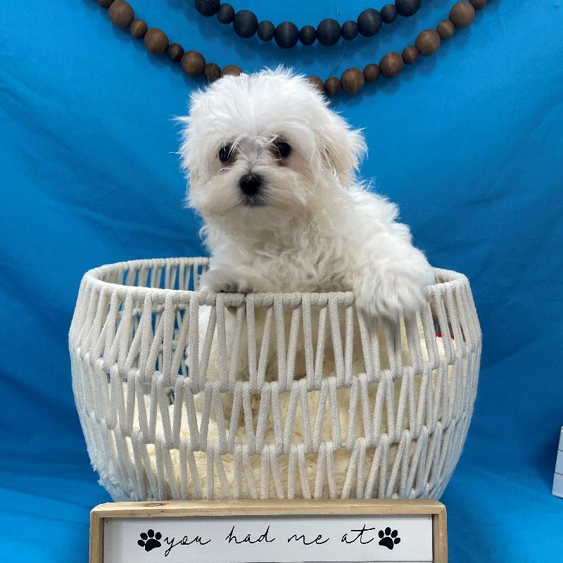 Maltese Puppy White & Cream ID:4106 Located at Petland Memphis, TN
