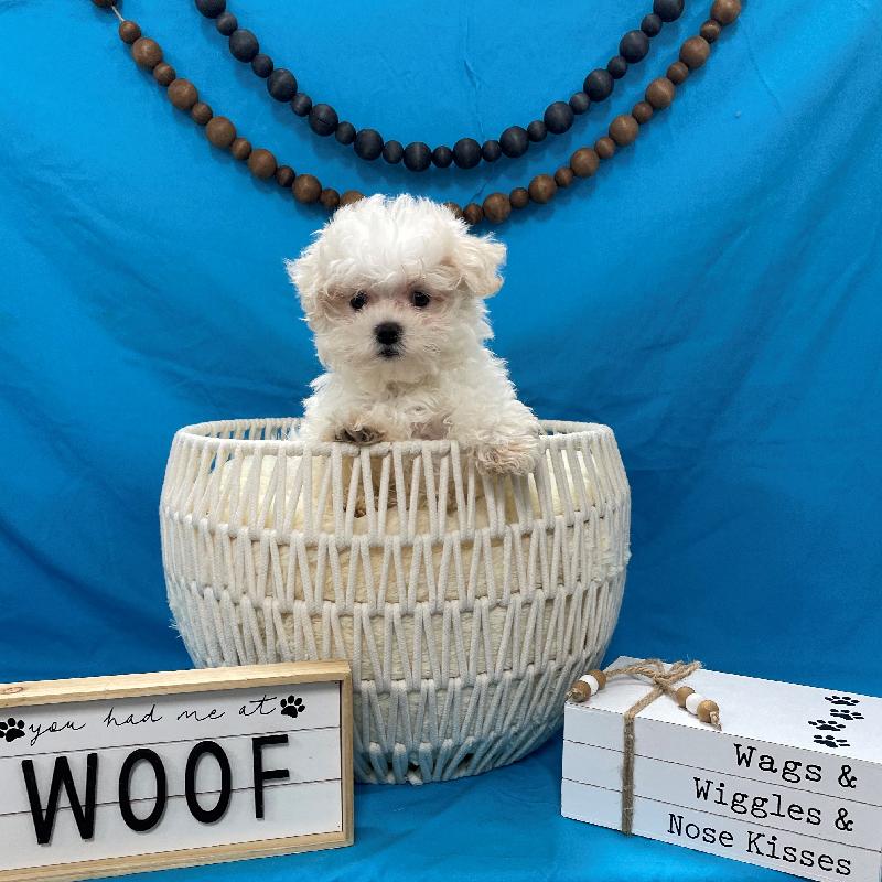 Maltese Puppy White & Cream ID:4109 Located at Petland Memphis, TN