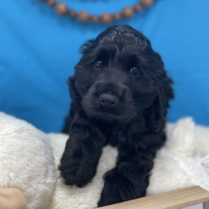 Cocker Spaniel Puppies - Petland Fort Walton Beach, FL