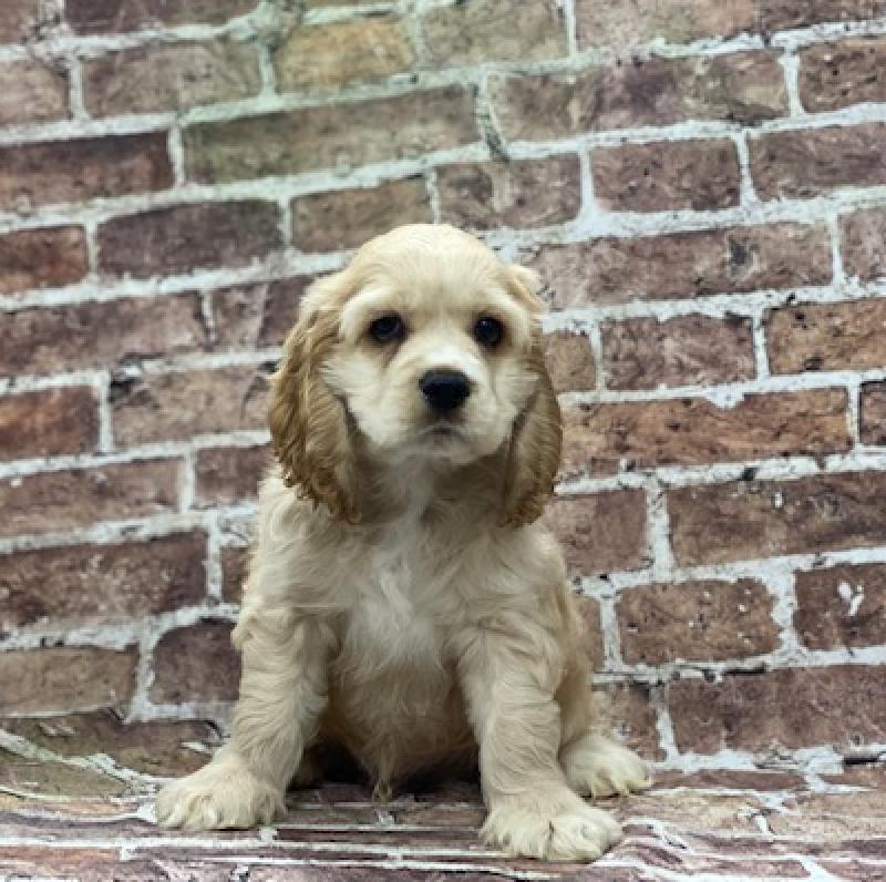 Cocker Spaniel Puppies - Petland Memphis