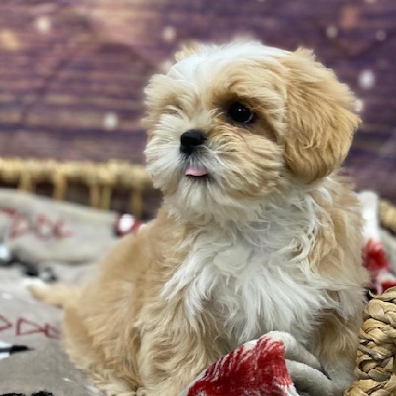 Lhasa Apso Puppy Cream ID:4653 Located at Petland Memphis, TN