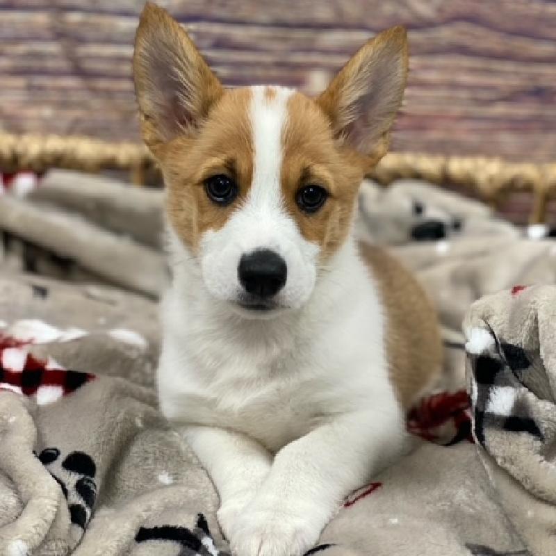 Pembroke Welsh Corgi Puppy white and tan ID:4662 Located at Petland ...