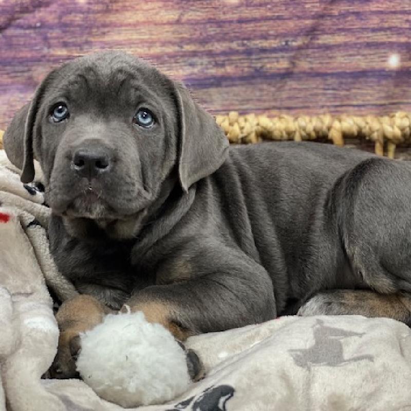 Puppy Photo Gallery - Petland Memphis, TN