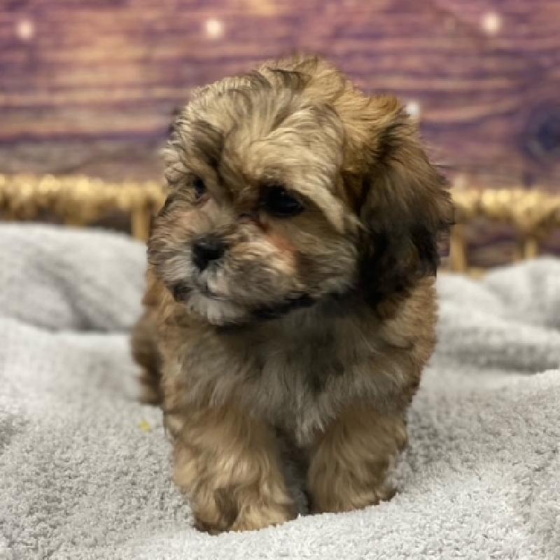 Teddy Bear Puppy sbl ID:4711 Located at Petland Memphis, TN