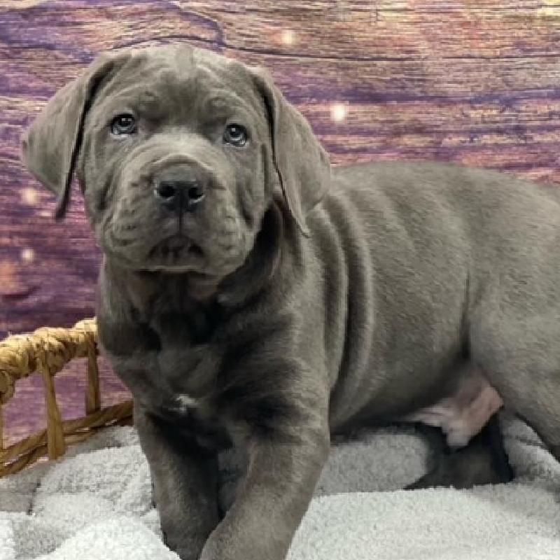 Cane Corso Puppy bl ID:4763 Located at Petland Memphis, Tennessee