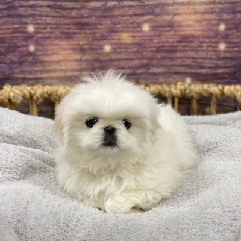 Pekingese Puppy wh ID:4758 Located at Petland Memphis, Tennessee