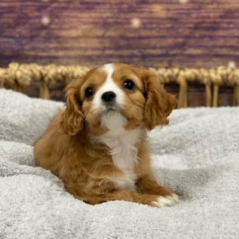 Cavalier King Charles Spaniel Puppy rby ID:4762 Located at Petland ...