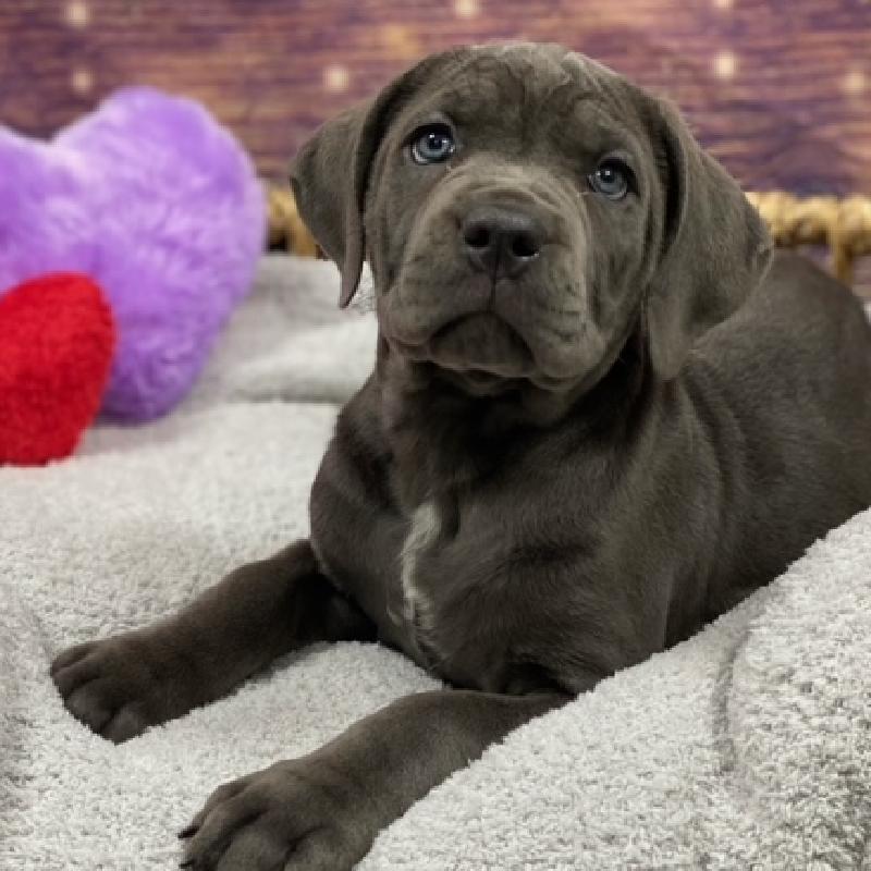 Cane Corso Puppy bl ID:4774 Located at Petland Memphis, Tennessee