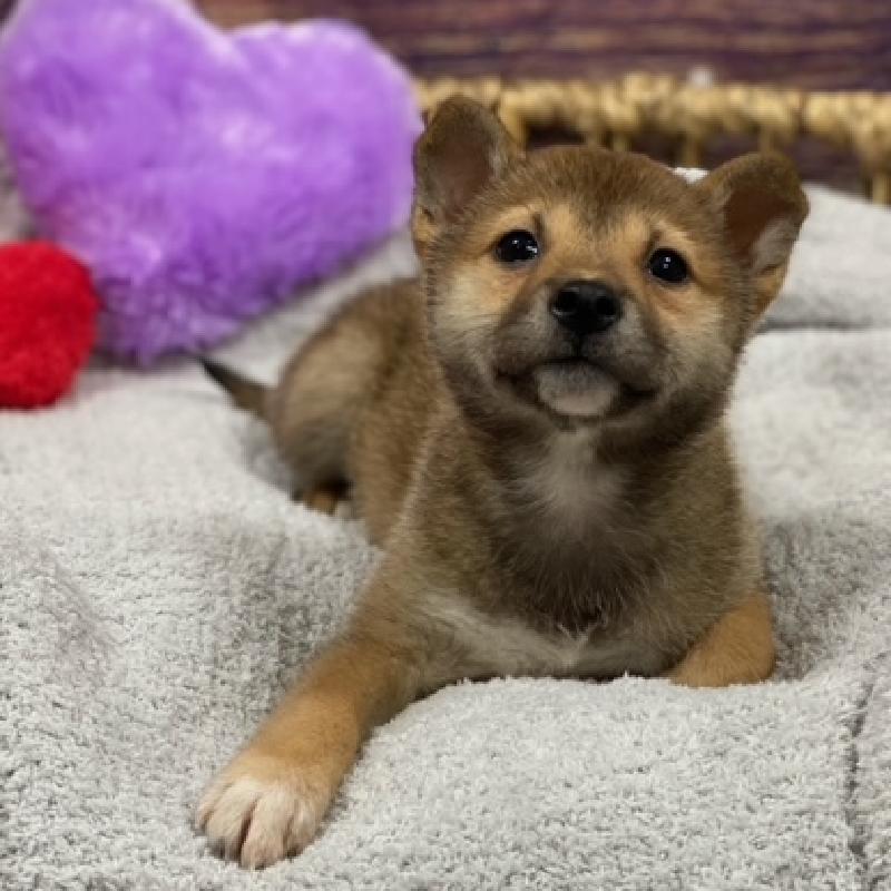Shiba Inu Puppy Red Sesame ID:4765 Located at Petland Memphis, Tennessee