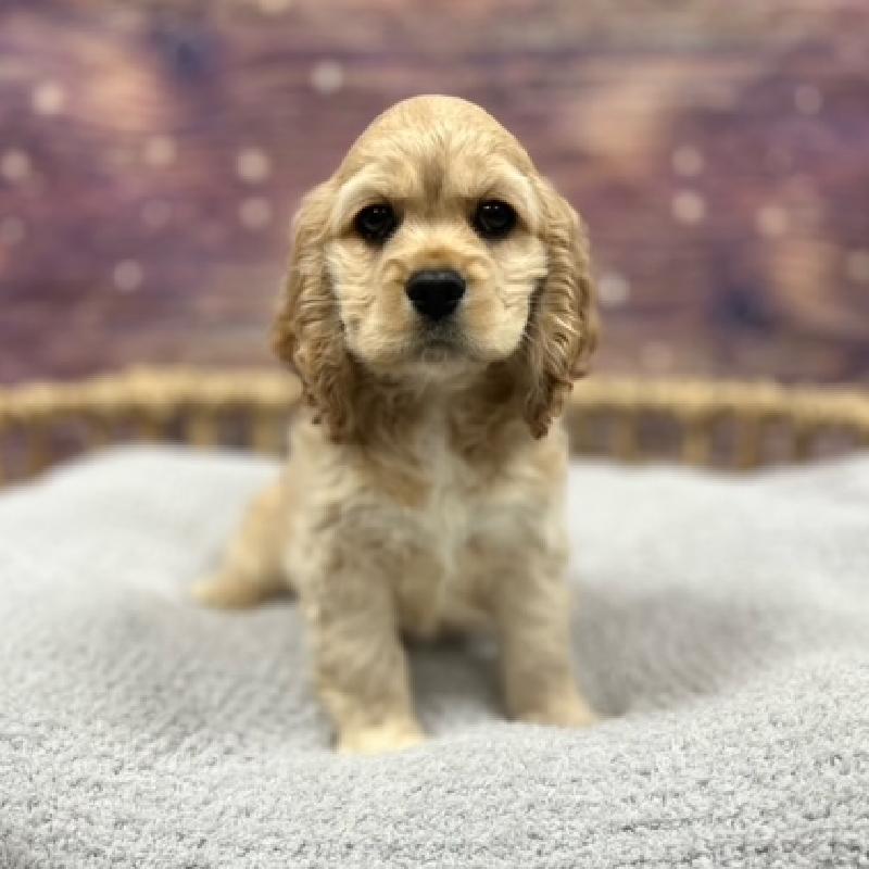Cocker Spaniel Puppies - Petland Memphis