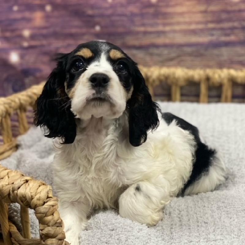 Cocker Spaniel Puppies - Petland Memphis