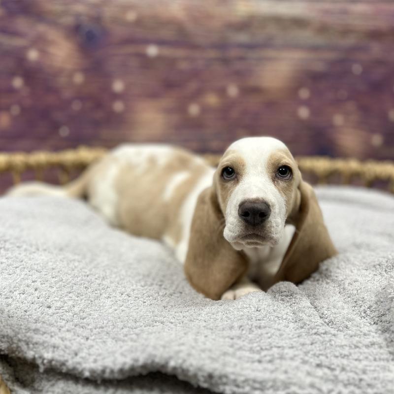 Basset Hound Puppy Lemon and White ID:4806 Located at Petland Memphis ...