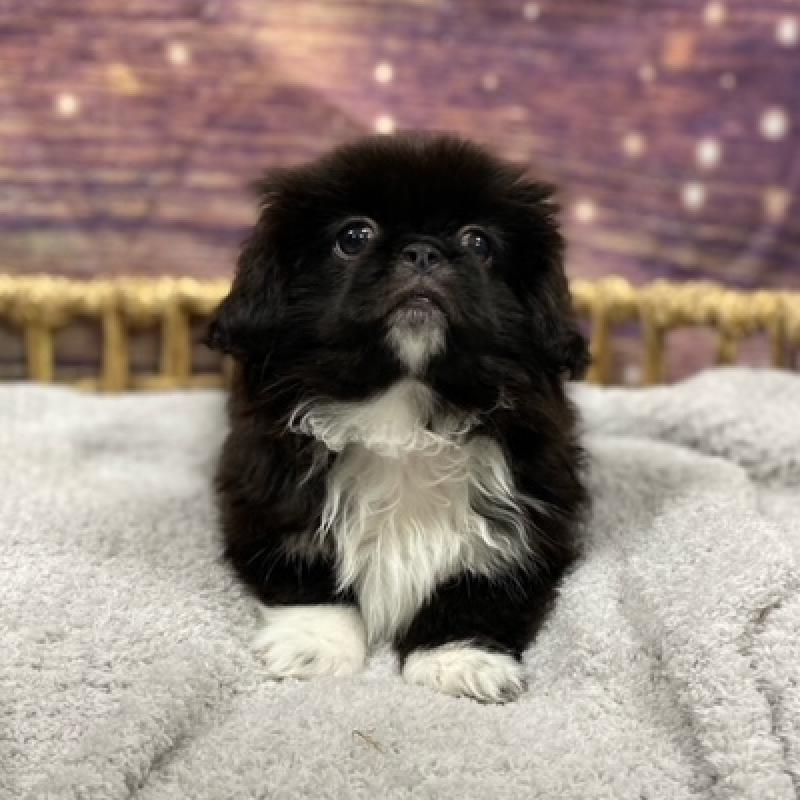 Pekingese Puppy blk & tn ID:4858 Located at Petland Memphis, Tennessee