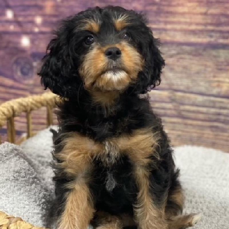 Cavapoo Puppy Black and Tan ID:4866 Located at Petland Memphis, Tennessee