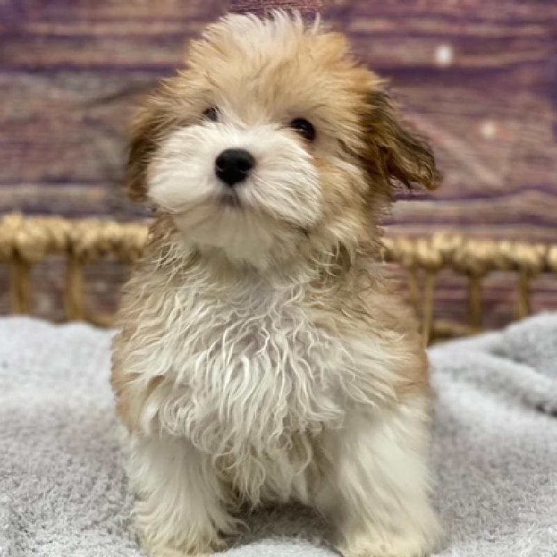 Havanese Puppy Red ID:4872 Located at Petland Memphis, Tennessee