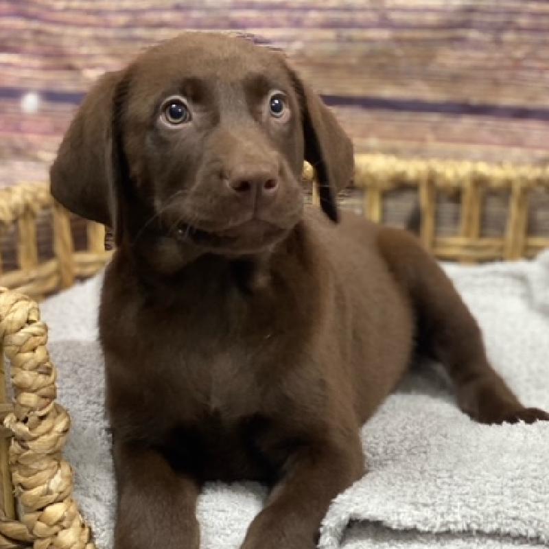 Labrador Retriever Puppy Chocolate ID:4902 Located at Petland Memphis ...