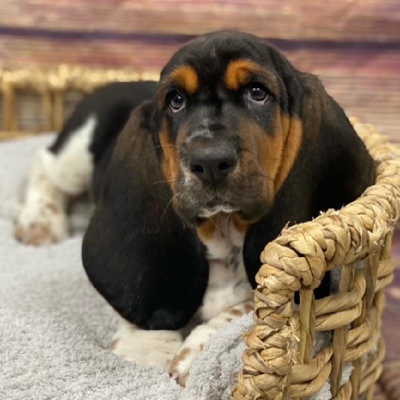 Basset Hound Puppy tri ID:4916 Located at Petland Memphis, Tennessee
