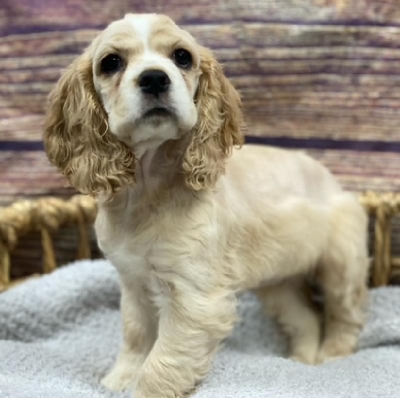 Cocker Spaniel Puppy Buff ID:4901 Located at Petland Memphis, Tennessee