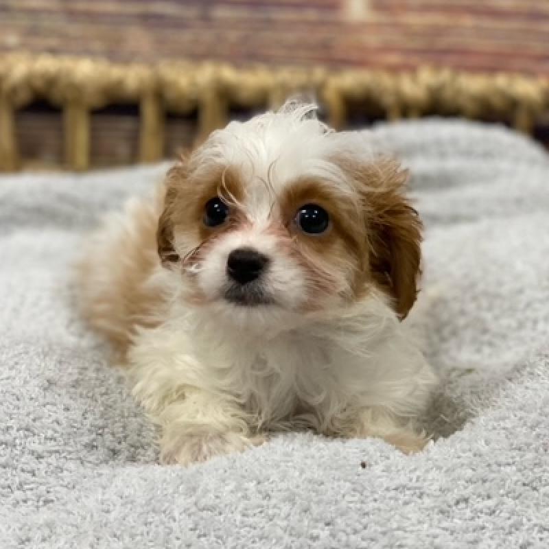Cavapoo Puppy White and Apricot ID:4918 Located at Petland Memphis ...