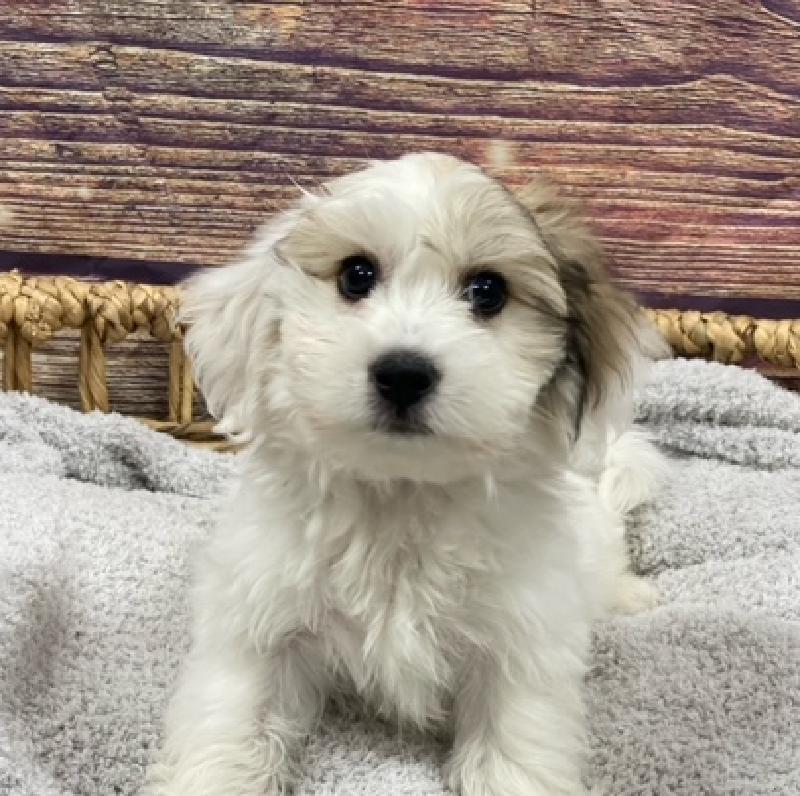 Coton De Tulear Puppy brdl & wh ID:4941 Located at Petland Memphis ...