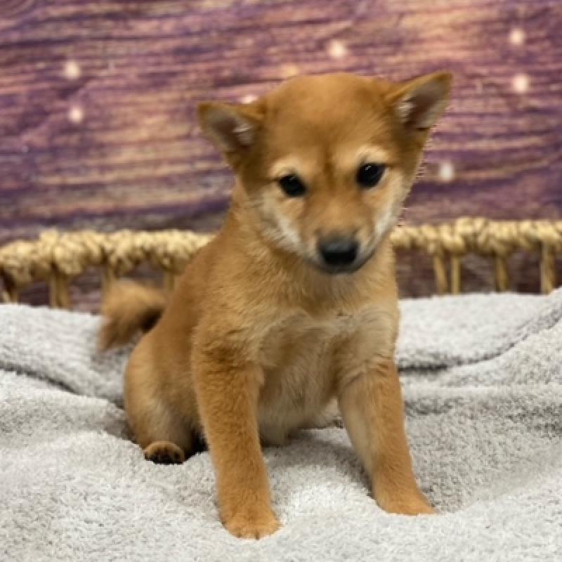 Shiba Inu Puppy Red ID:4982 Located at Petland Memphis, Tennessee