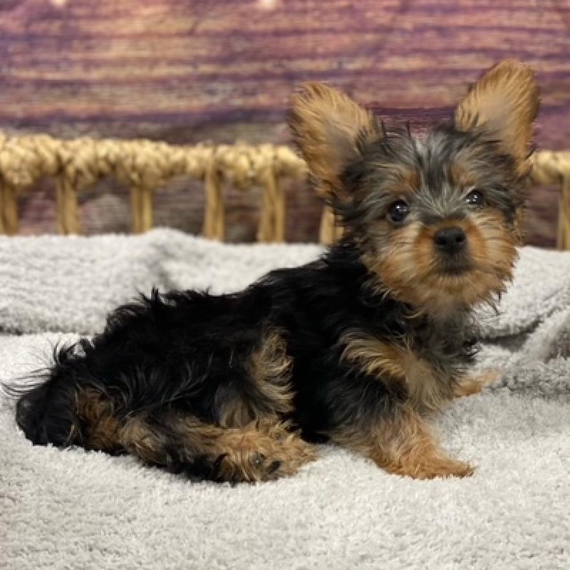 Silky Terrier Puppy Silver Black and Tan ID:4983 Located at Petland ...
