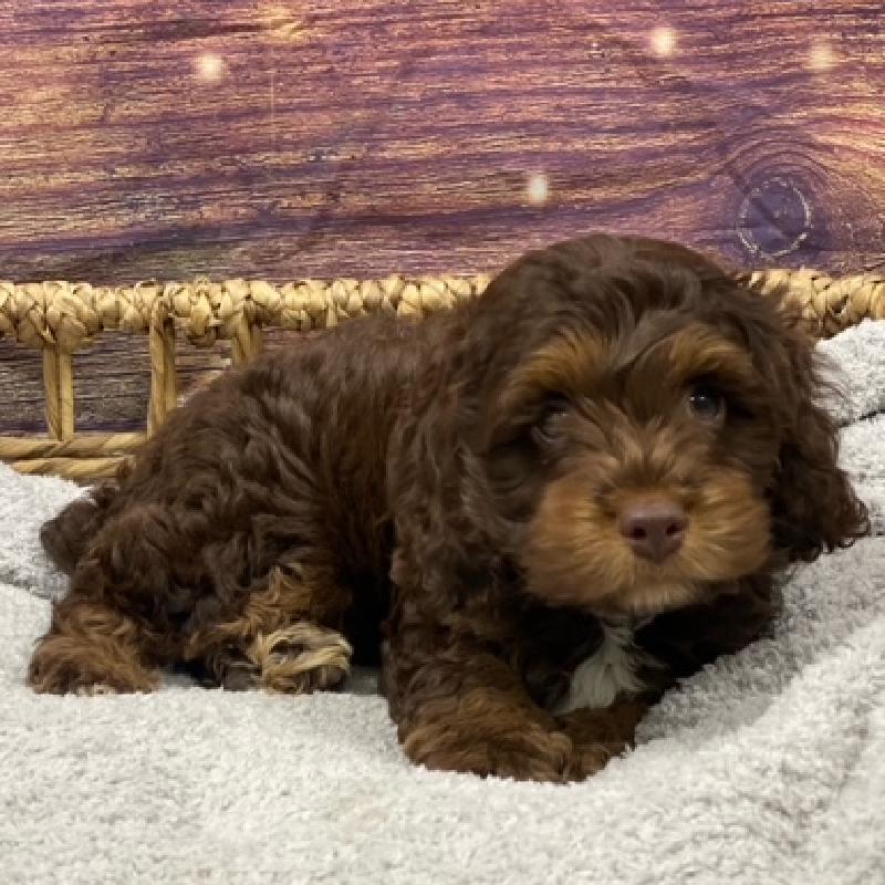 Cockapoo Puppy chlt & tn ID:4990 Located at Petland Memphis, Tennessee