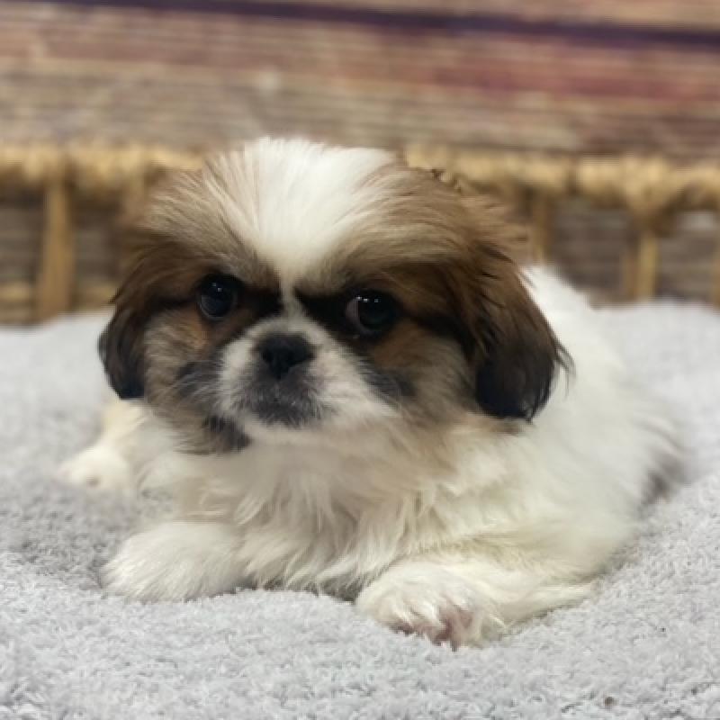 Pekingese Puppy br & wh ID:4974 Located at Petland Memphis, Tennessee