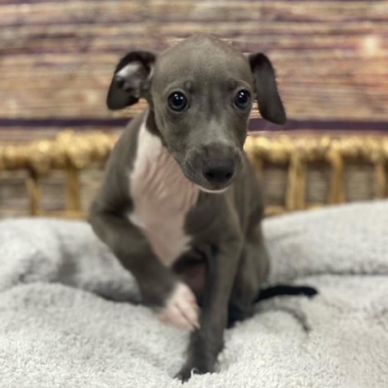 Italian Greyhound Puppy bl & wh ID:5007 Located at Petland Memphis ...