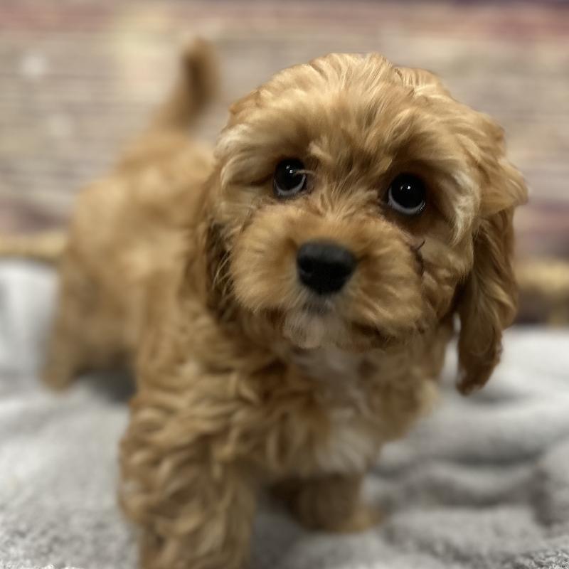 Cavapoo Puppy Apricot ID:5045 Located at Petland Memphis, TN